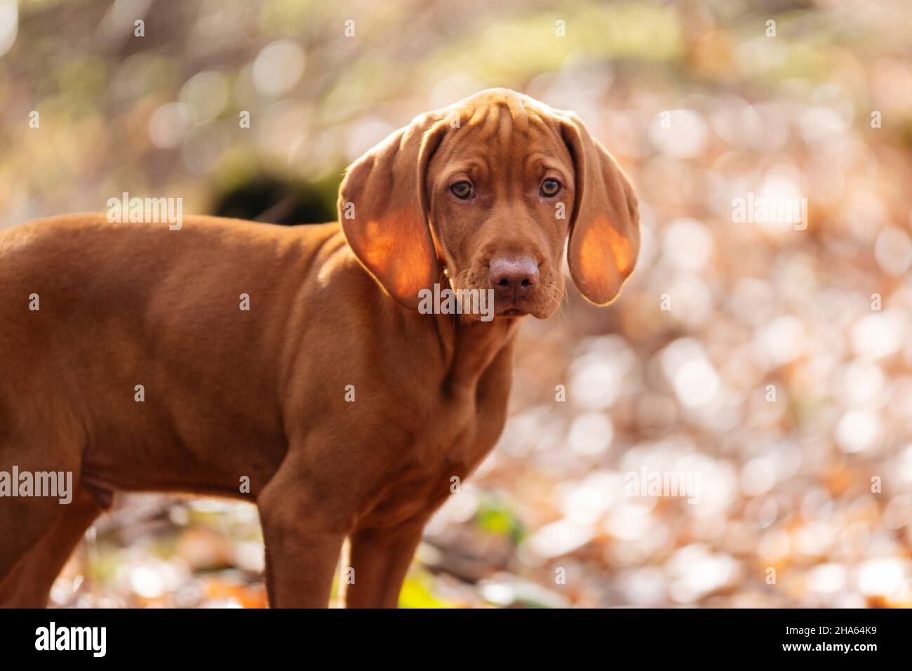 short-haired hungarian pointing dog puppy Stock Photo - Alamy