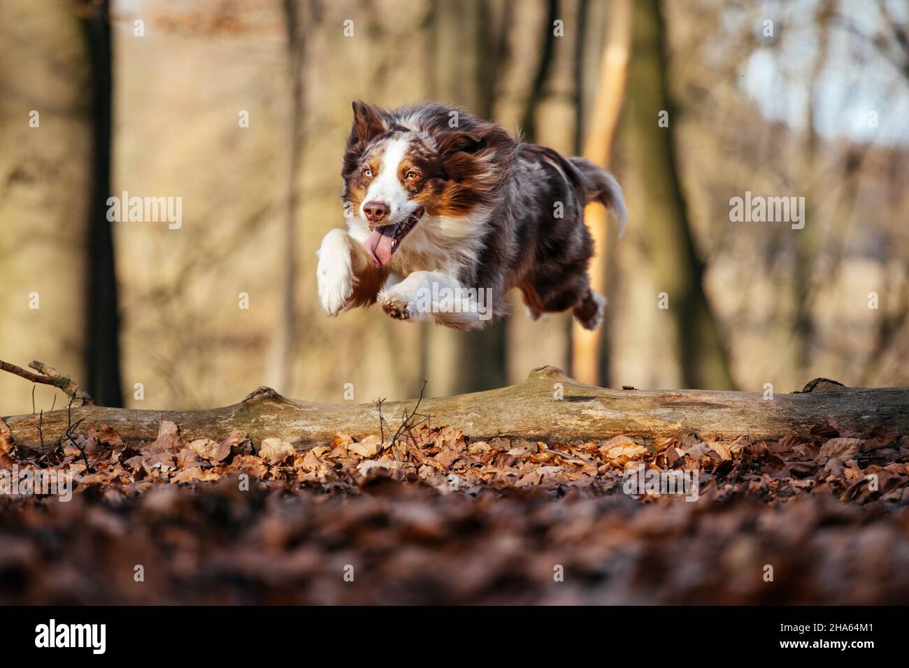 Leaping australian shepherd hi-res stock photography and images - Alamy