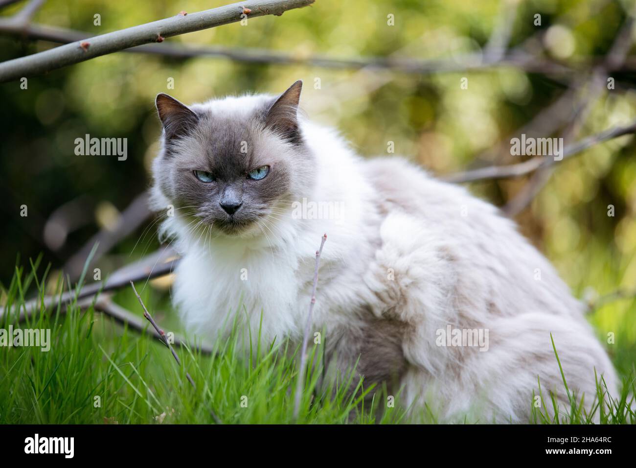maine coon cat Stock Photo - Alamy