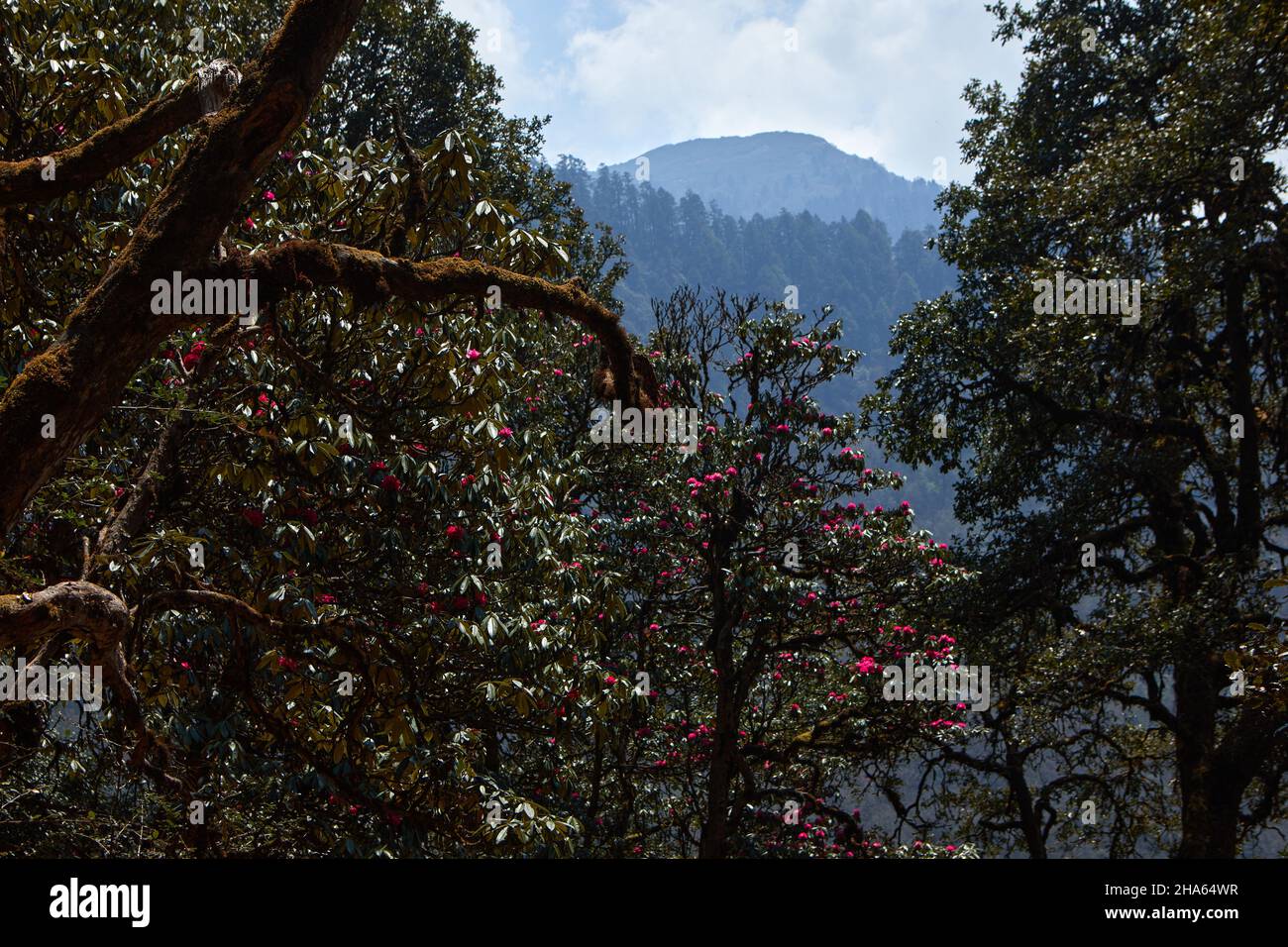 Spring in Himalayas is the best time for looking blossom of ...