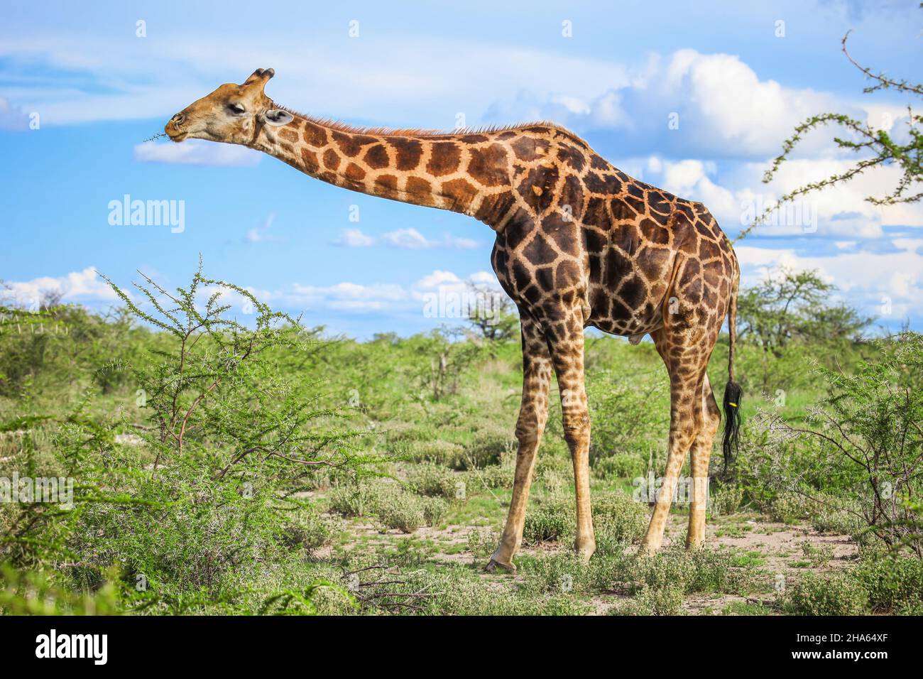 Giraffe in a savanna of Southern Africa Stock Photo - Alamy