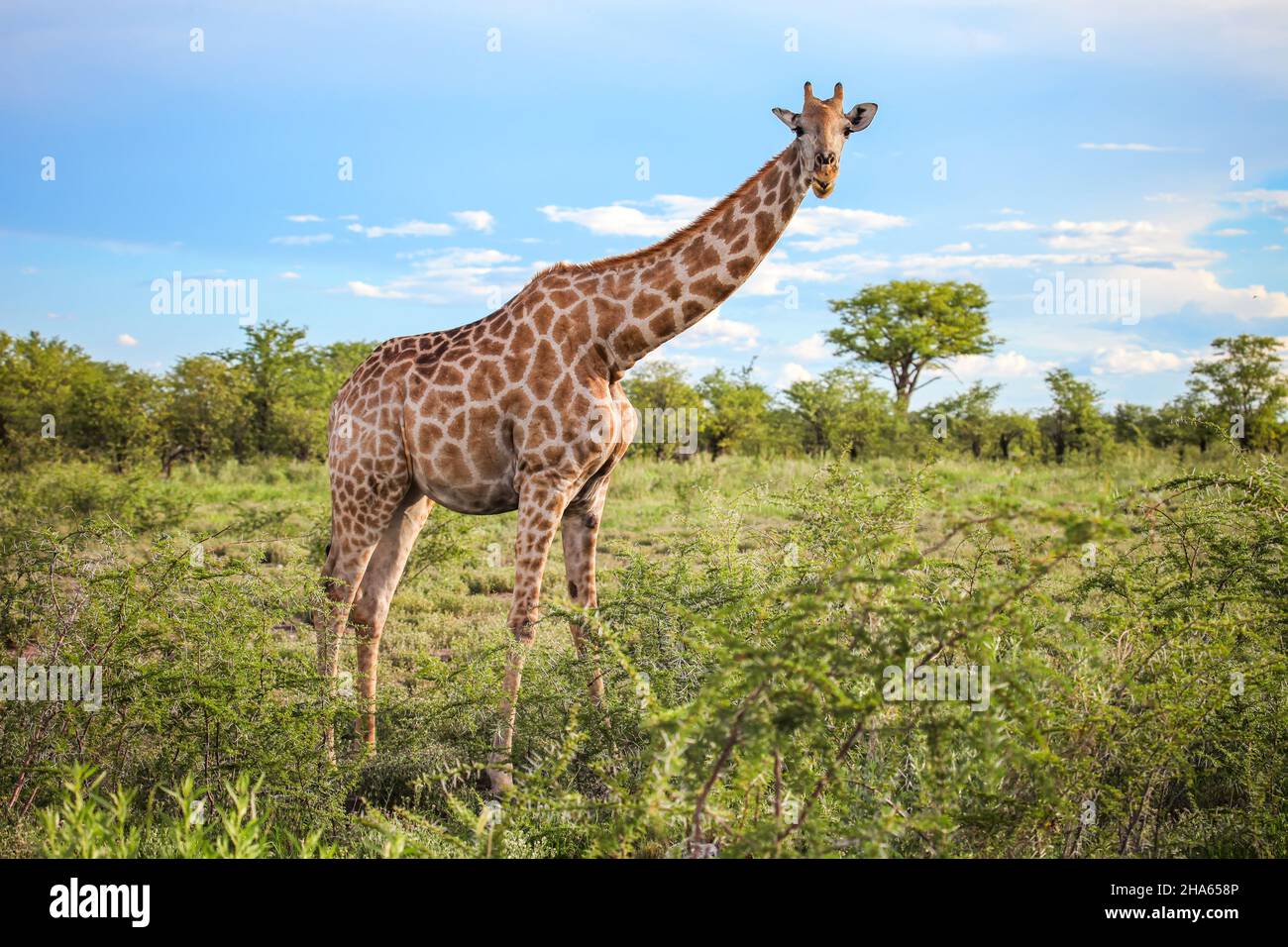 Giraffe in a savanna of Southern Africa Stock Photo - Alamy