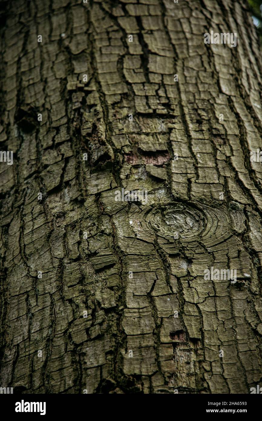 Quercus cortex hi-res stock photography and images - Alamy