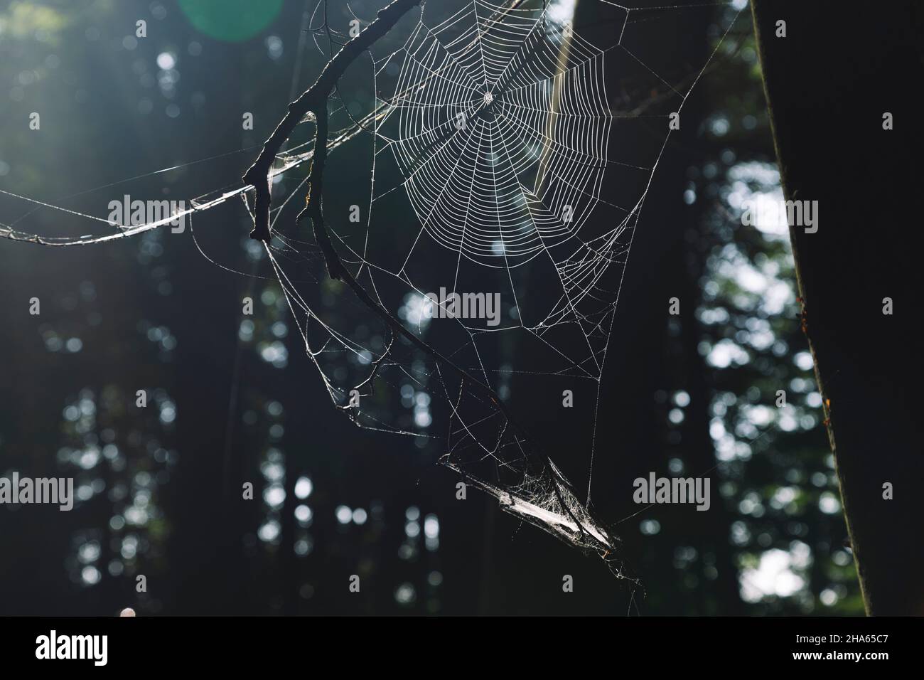 Spiders in the forest hi-res stock photography and images - Alamy