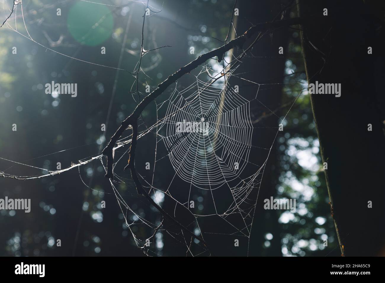 Spider in the woods hi-res stock photography and images - Alamy