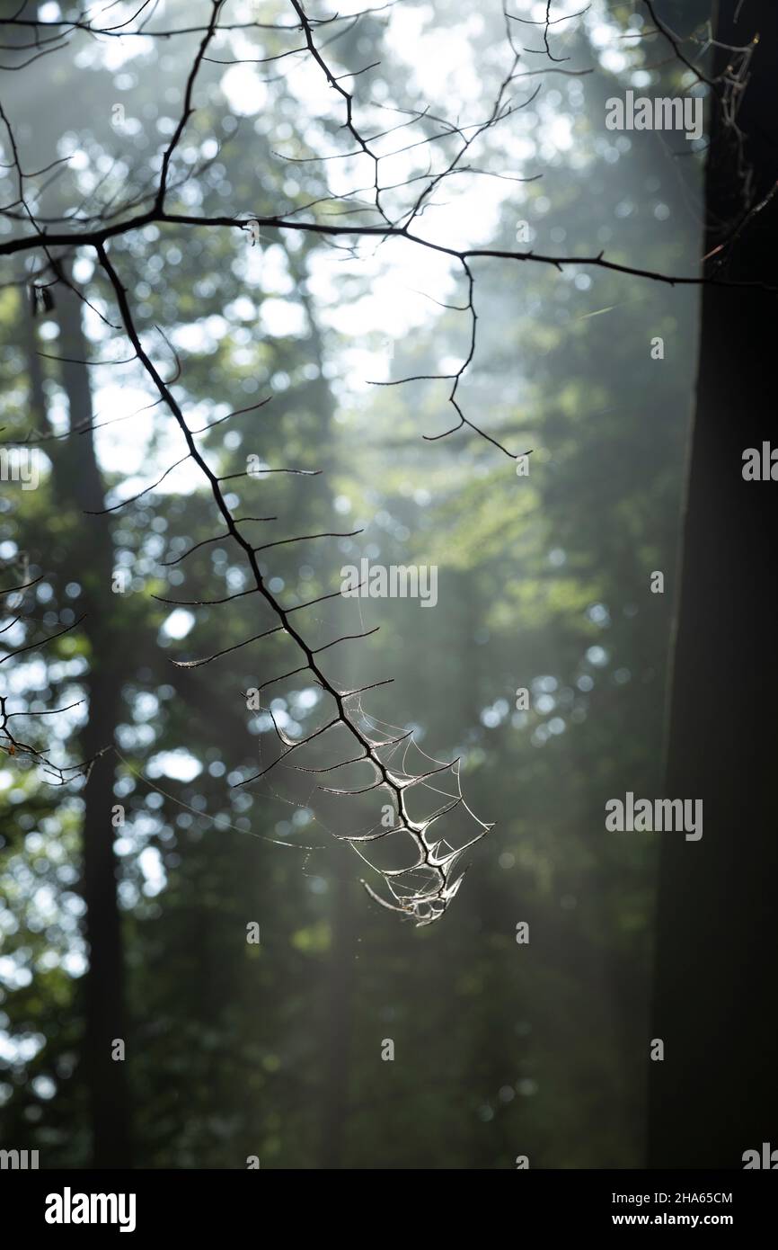 Spider in the woods hi-res stock photography and images - Alamy
