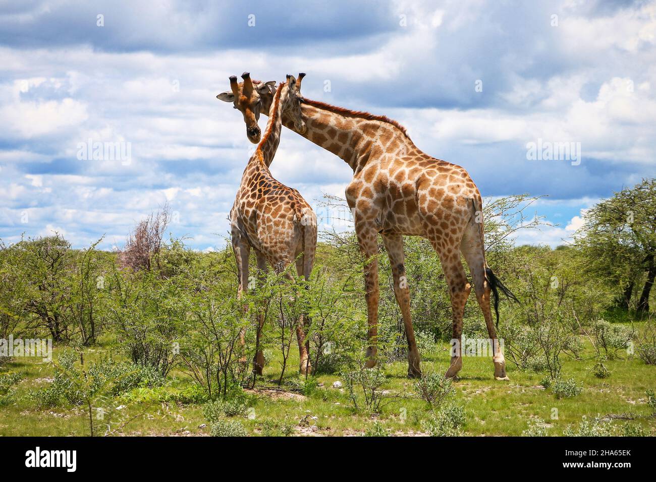 Giraffes in a savanna of Southern Africa Stock Photo - Alamy