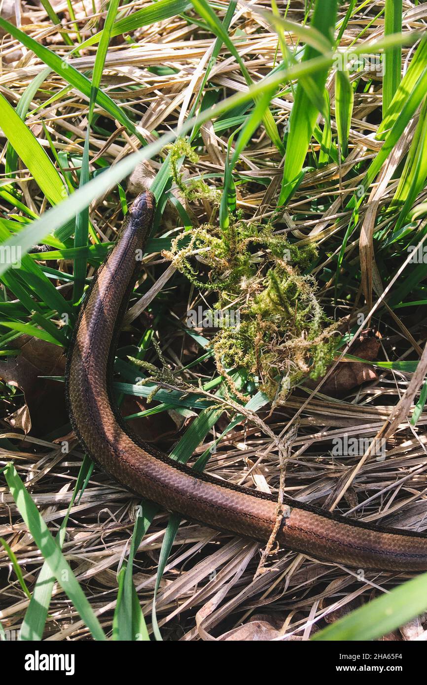 Male with slow worm hi-res stock photography and images - Alamy