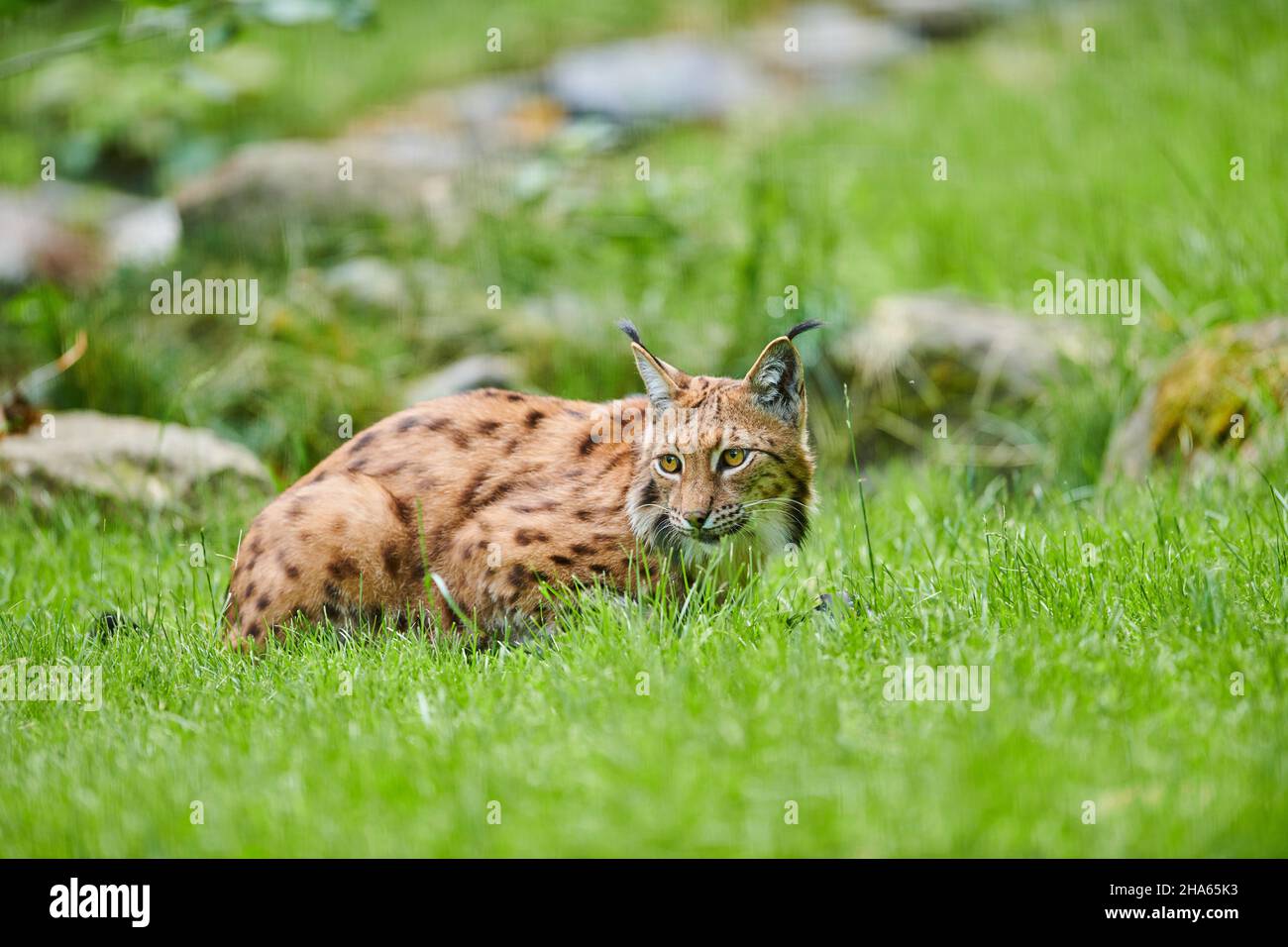 eurasian lynx (lynx lynx),forest clearing,lying,gaze camera Stock Photo ...