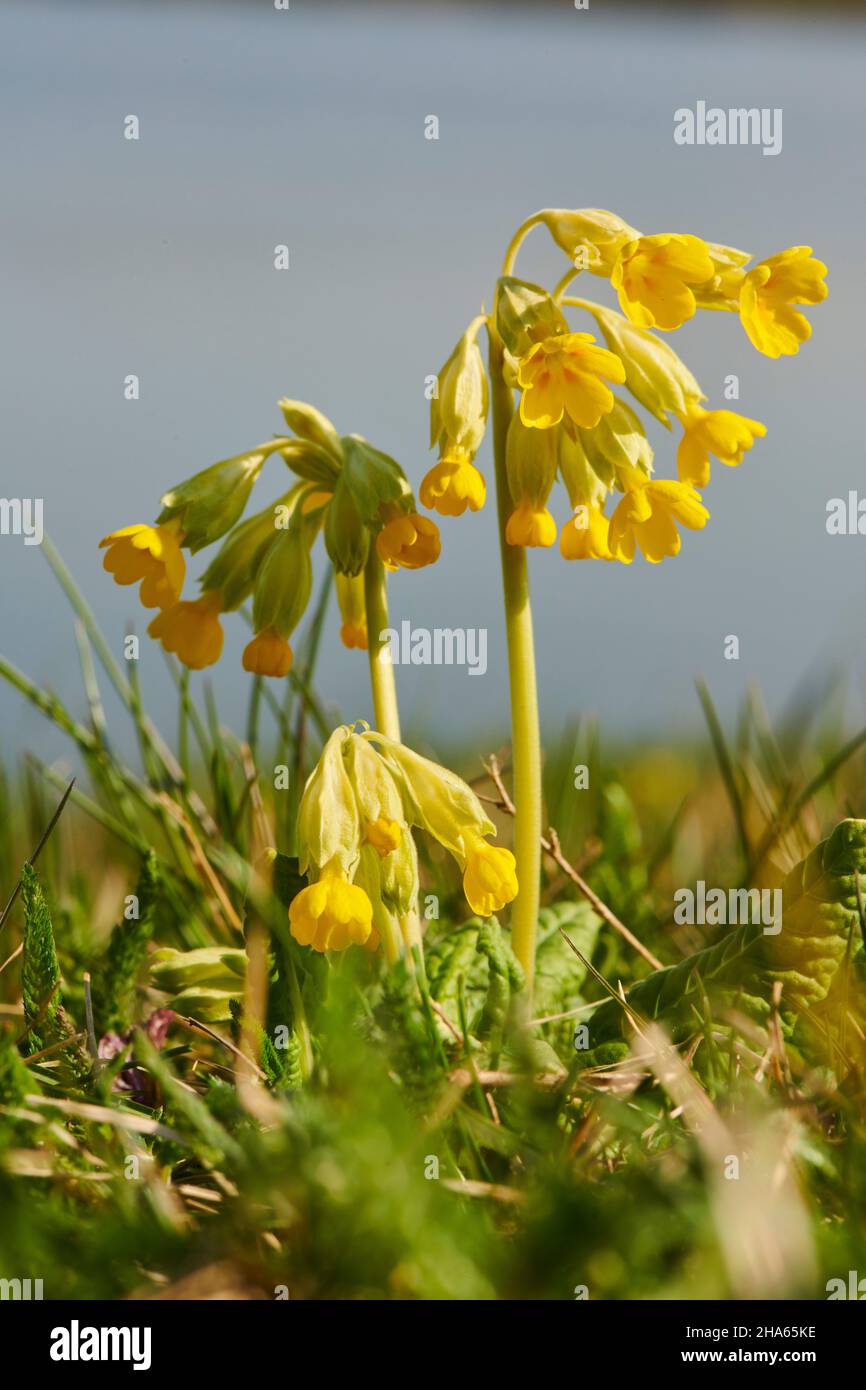 Real cowslips hi-res stock photography and images - Alamy