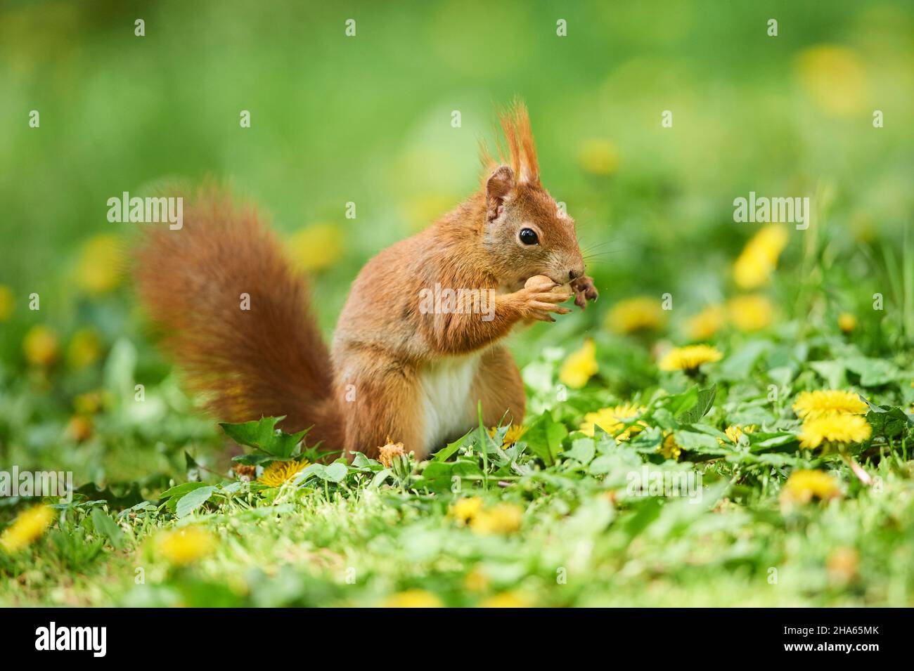 eurasian red squirrel (sciurus vulgaris),forest floor,sideways,sitting ...