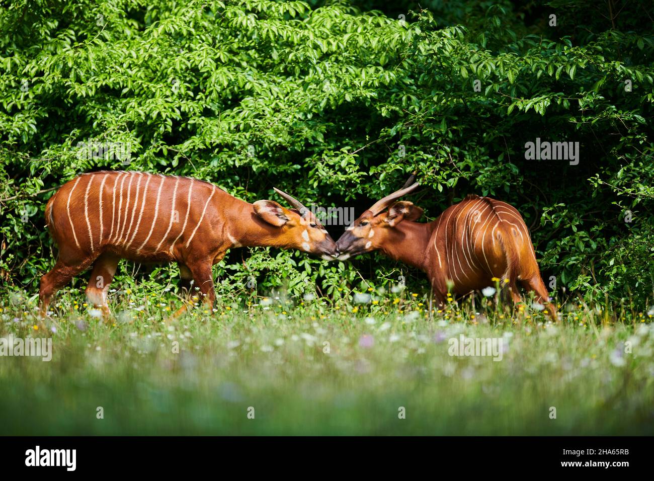 eastern bongo (tragelaphus eurycerus isaaci),meadow,sideways Stock ...