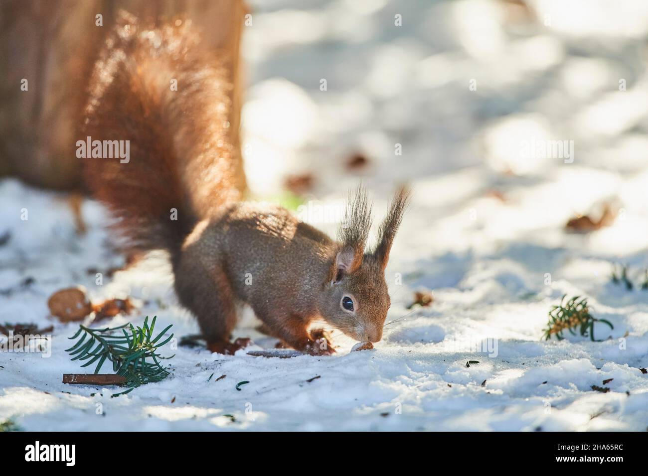 eurasian red squirrel (sciurus vulgaris),winter,forest floor,sitting ...