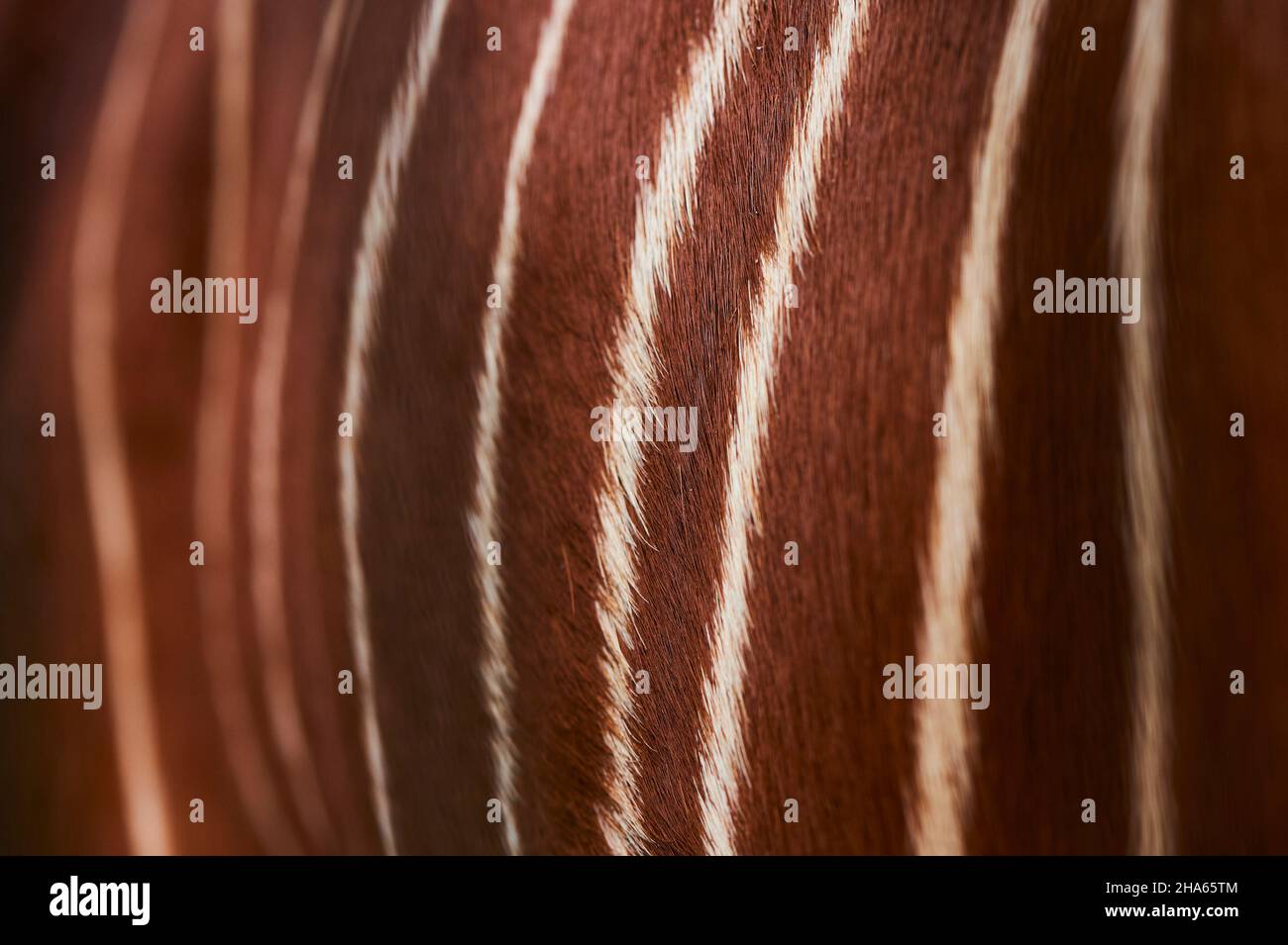 eastern bongo (tragelaphus eurycerus isaaci),fur Stock Photo - Alamy