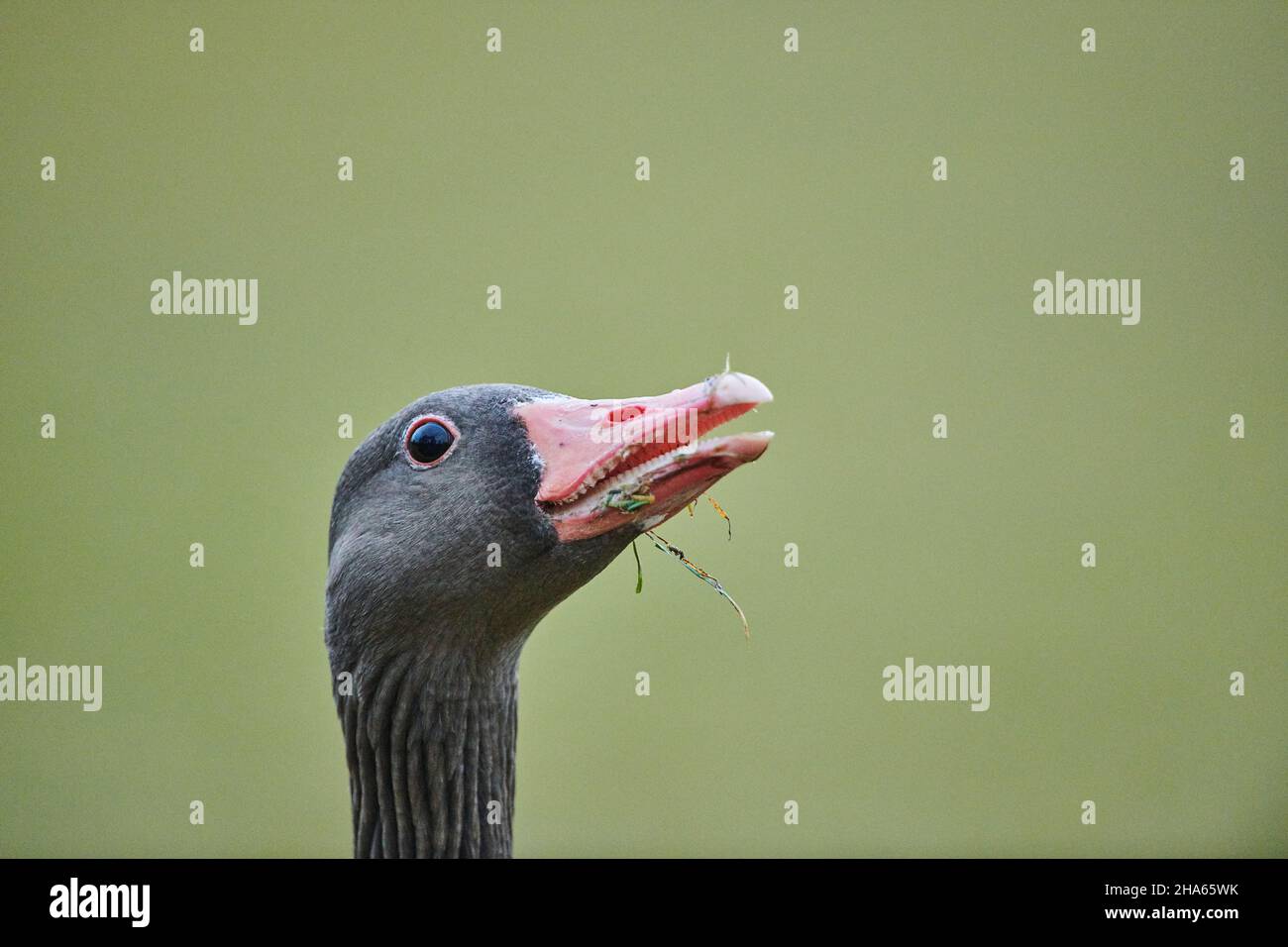 Hissing birds hi-res stock photography and images - Alamy