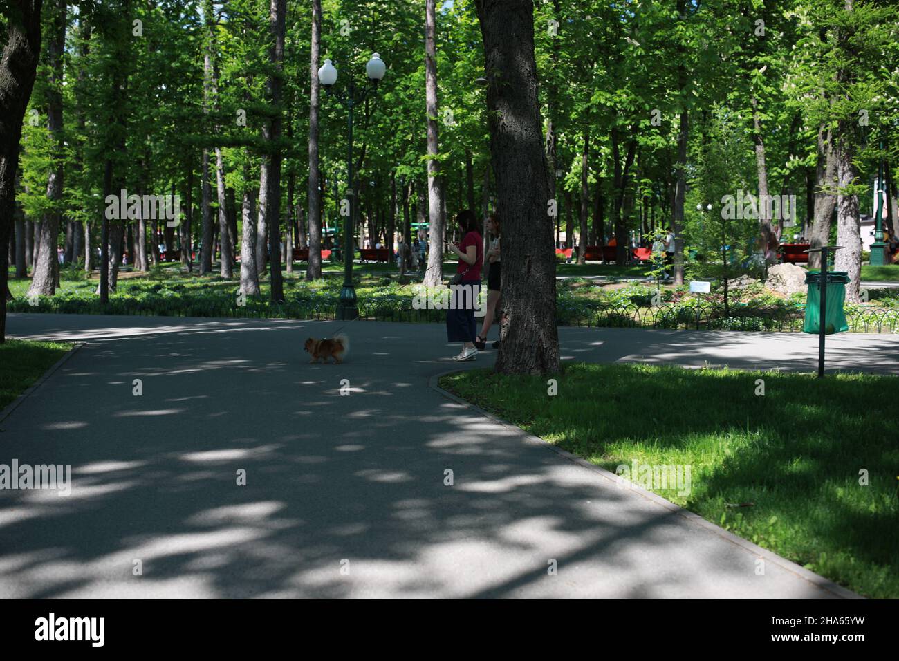 beautiful large green park with many trees and flora Stock Photo - Alamy