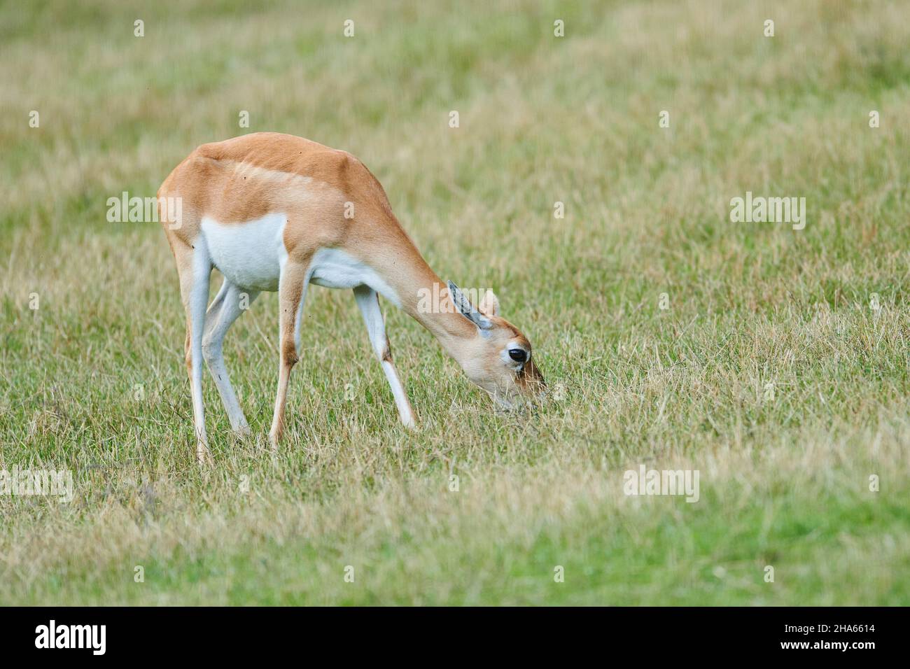 black heel antelope (aepyceros melampus),meadow,sideways,standing Stock ...