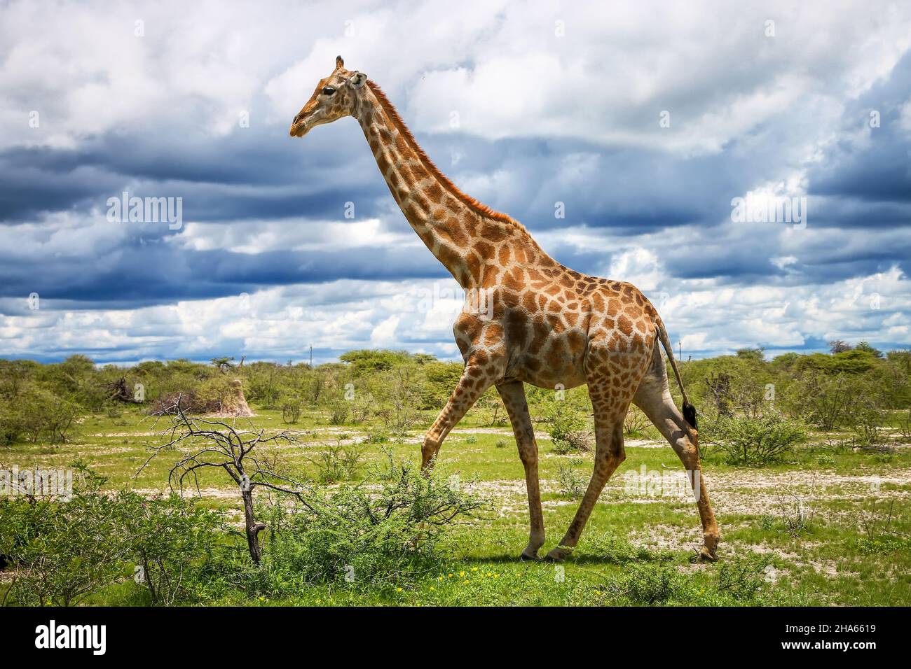 Giraffe in a savanna of Southern Africa Stock Photo - Alamy