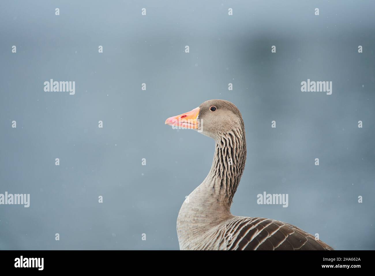 greylag goose (anser anser),portrait,bavaria,germany Stock Photo - Alamy