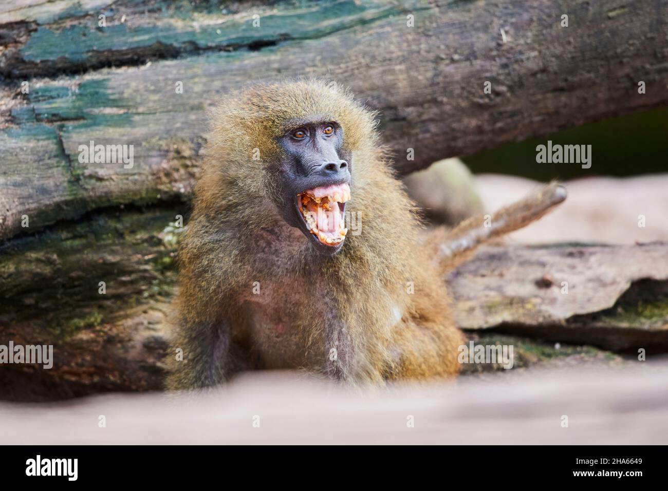 Baboon looking up hi-res stock photography and images - Alamy