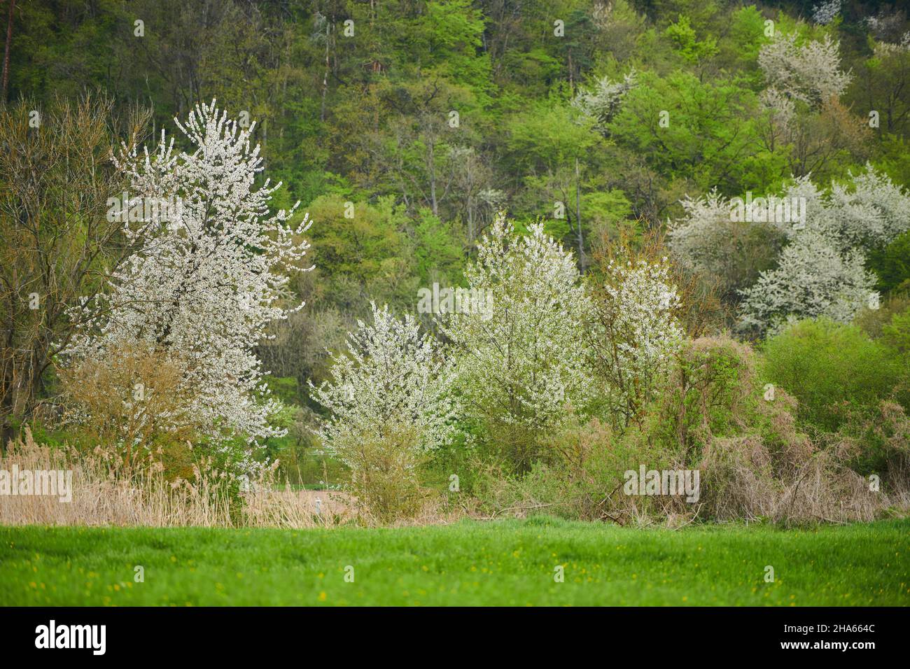 Wild hedge hi-res stock photography and images - Alamy