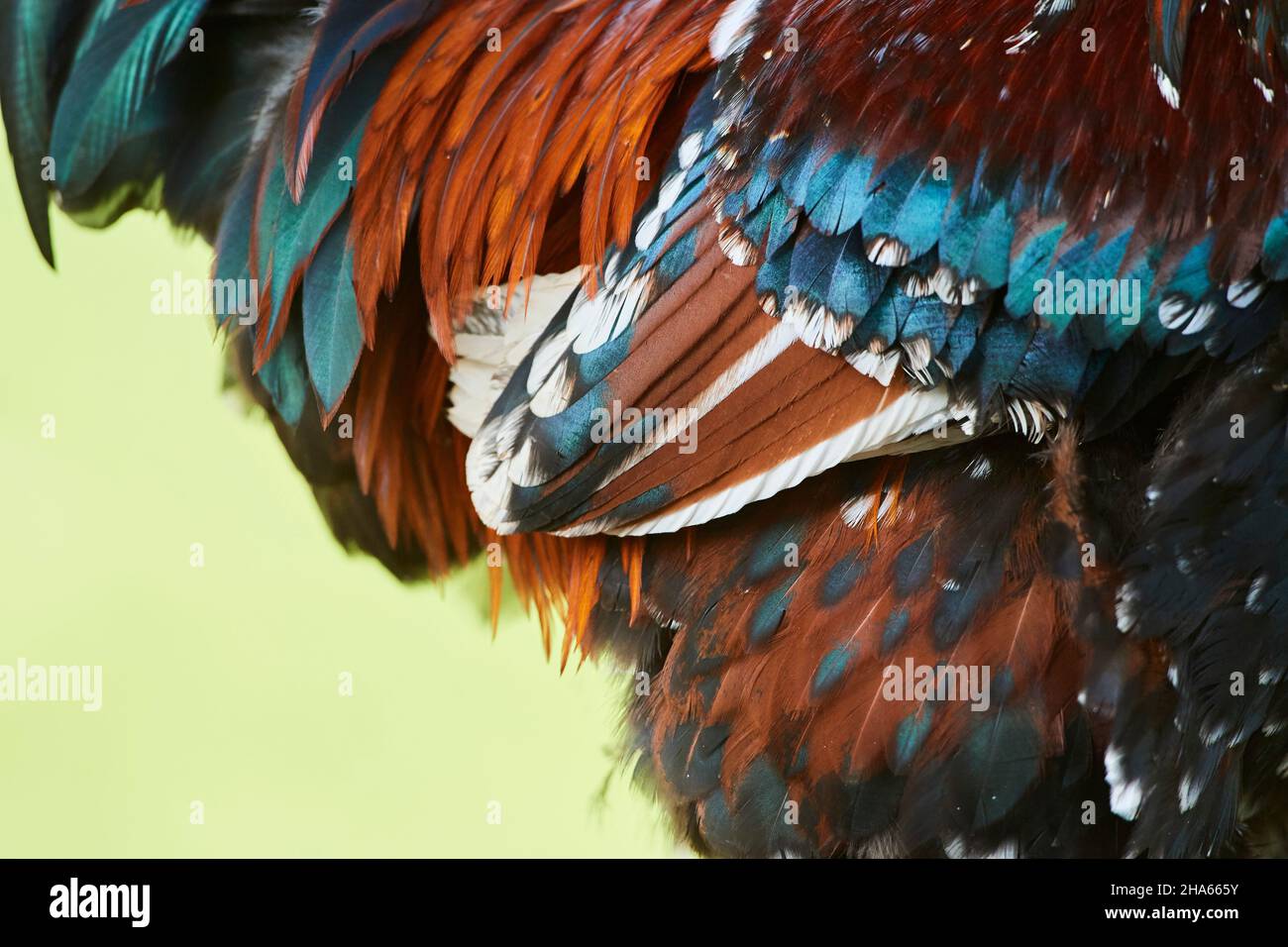 domestic chicken (gallus gallus domesticus),rooster,plumage,close-up ...