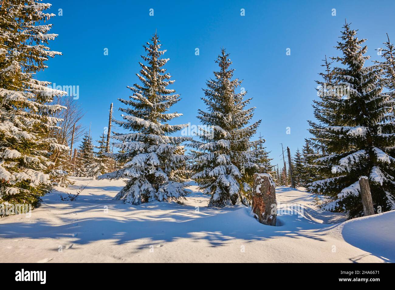 spruce trees (picea abies) on mount lusen in winter,bavarian forest ...