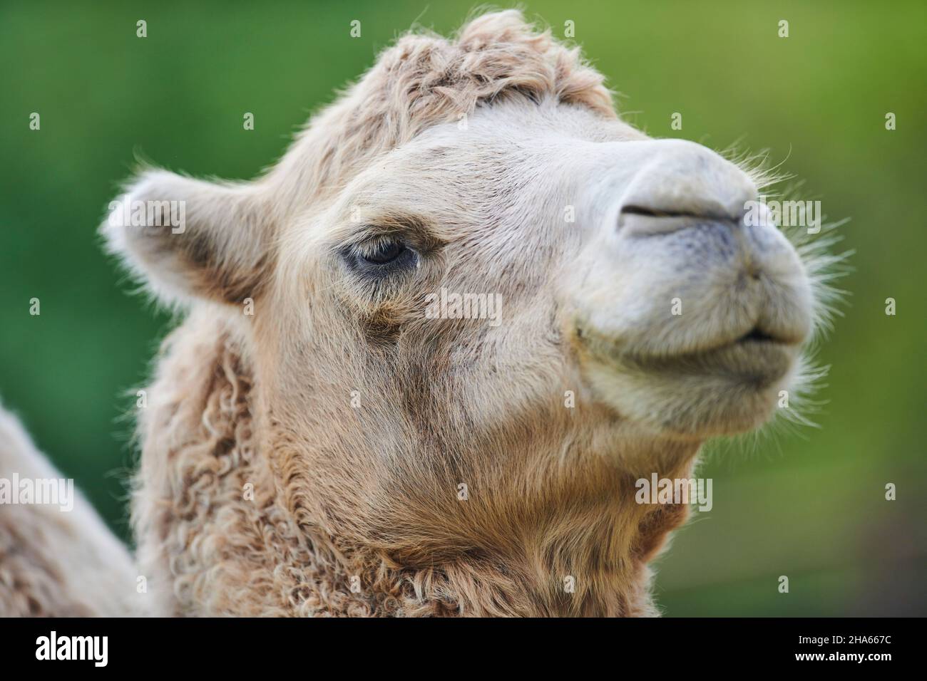 bactrian camel (camelus ferus),portrait Stock Photo - Alamy