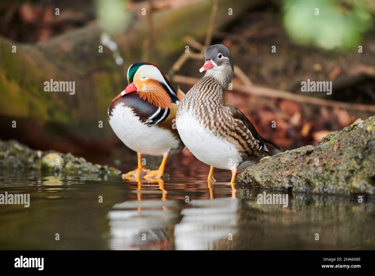 mandarin ducks (aix galericulata),standing at the water's edge,bavaria ...