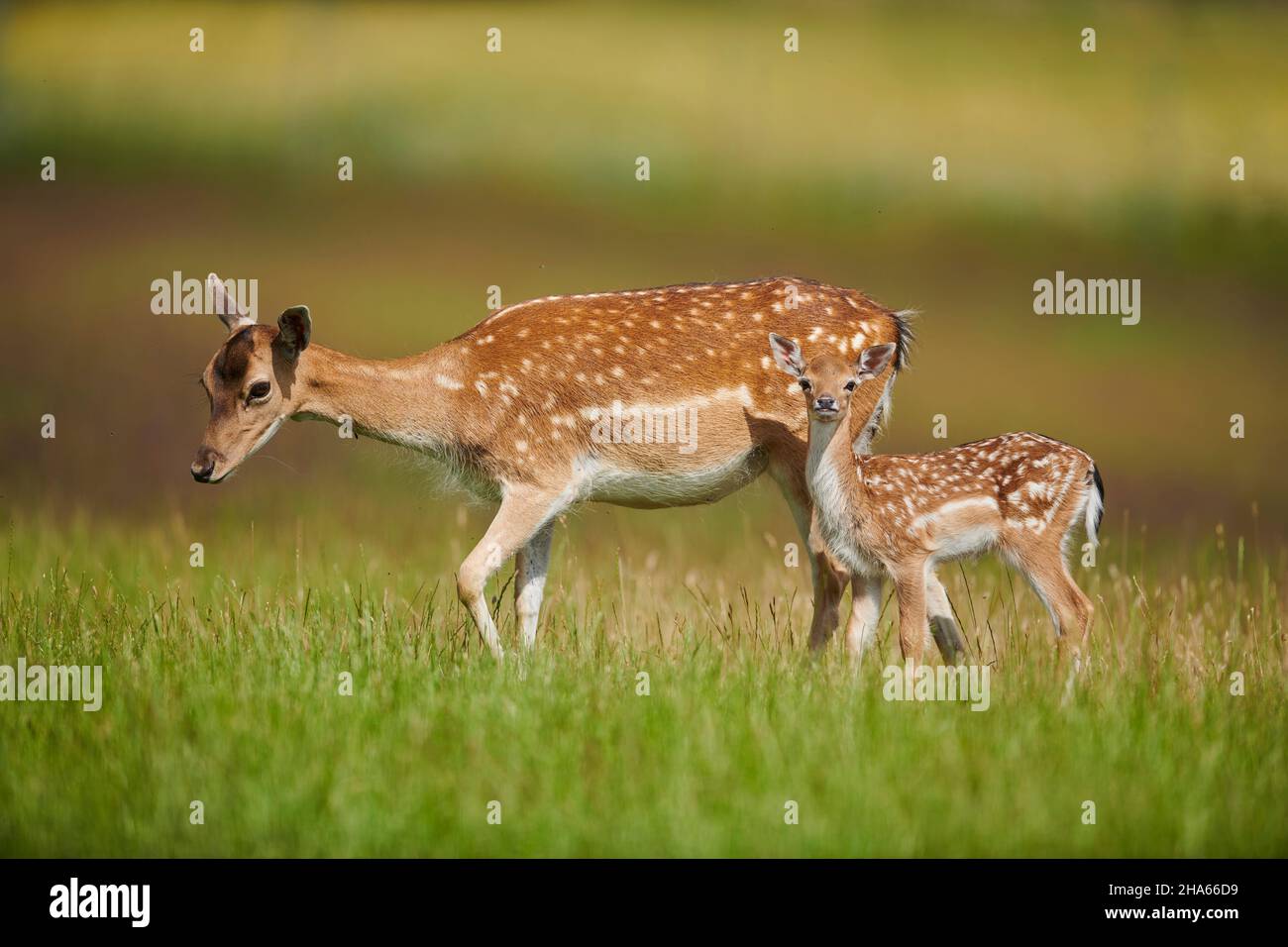 fallow deer (dama dama),calf,clearing,meadow,stand,gaze camera Stock ...