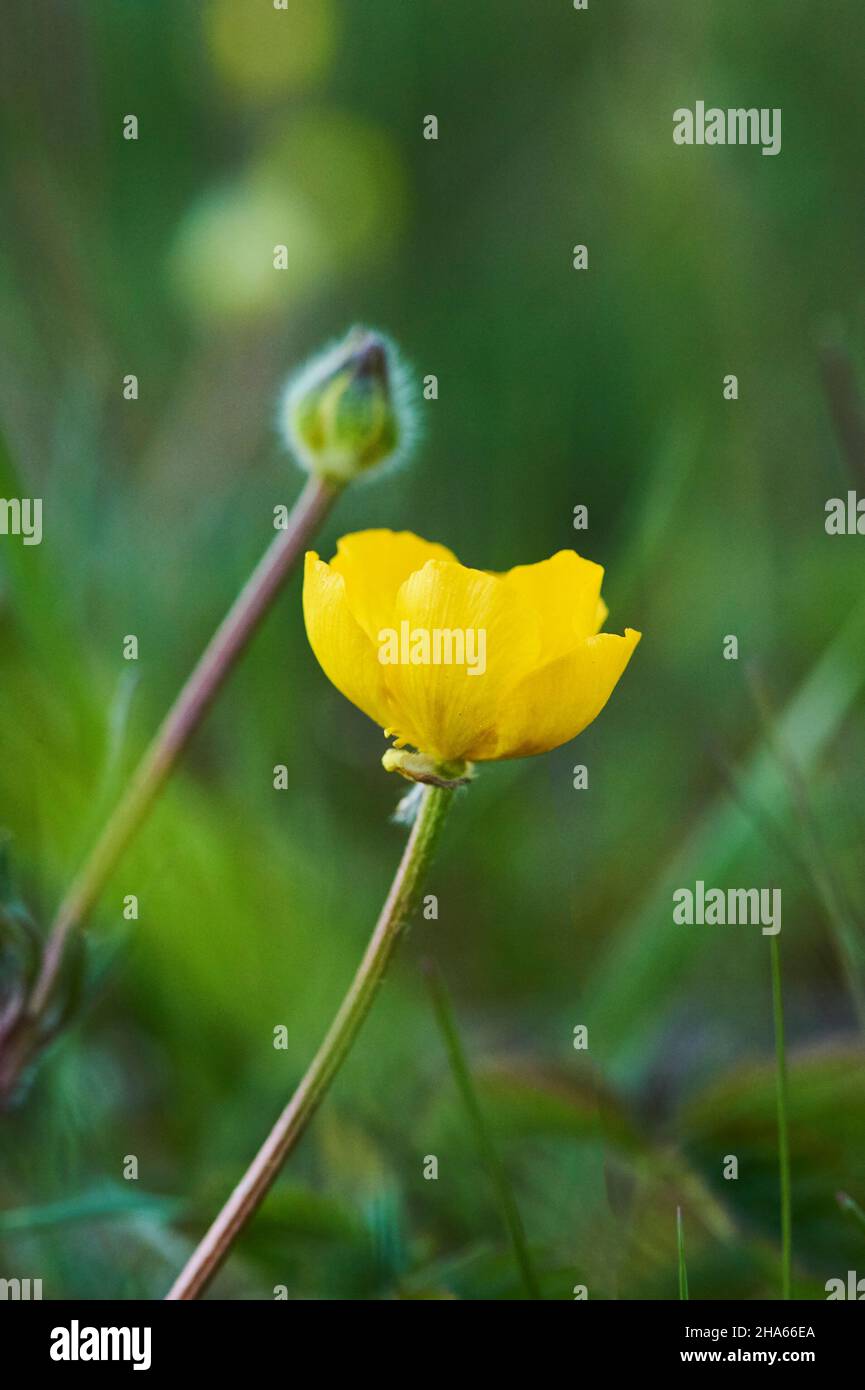 common buttercup (ranunculus arvensis),blooming,bavaria,germany Stock ...