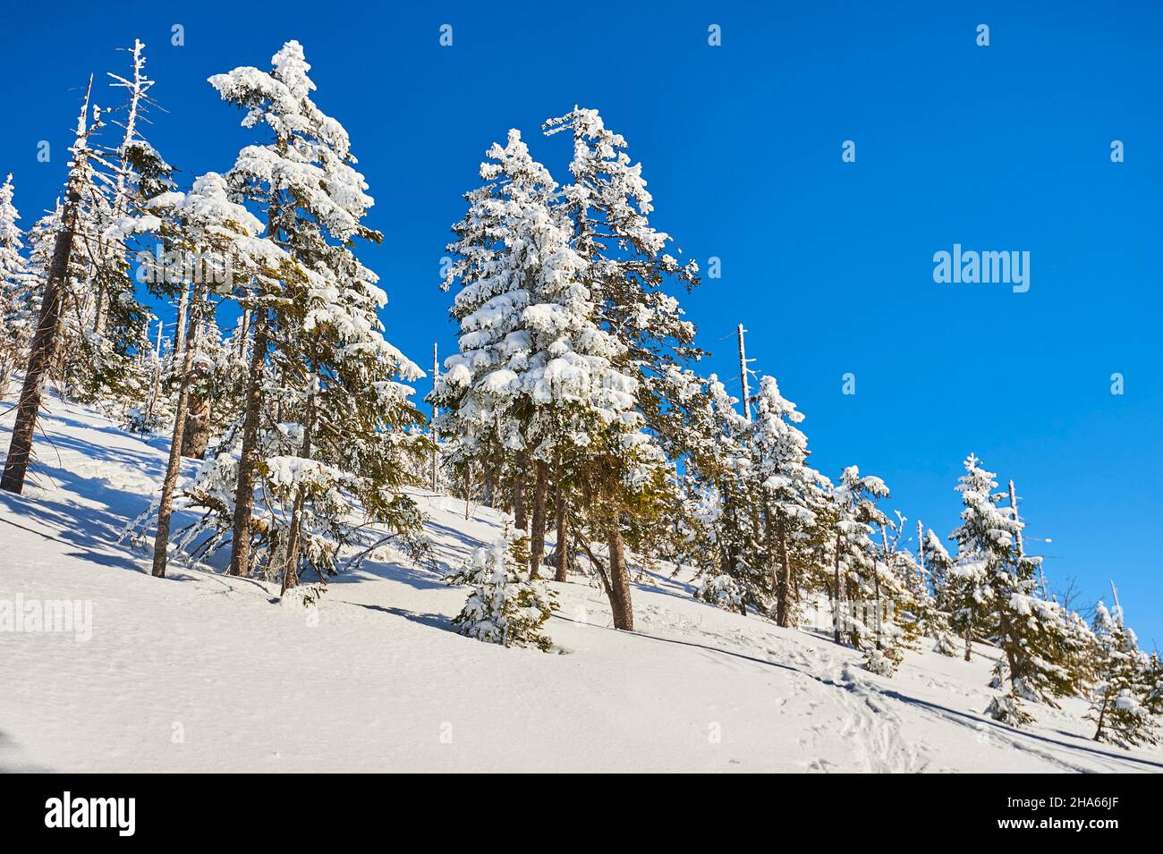 spruce trees (picea abies) on mount lusen in winter,bavarian forest ...