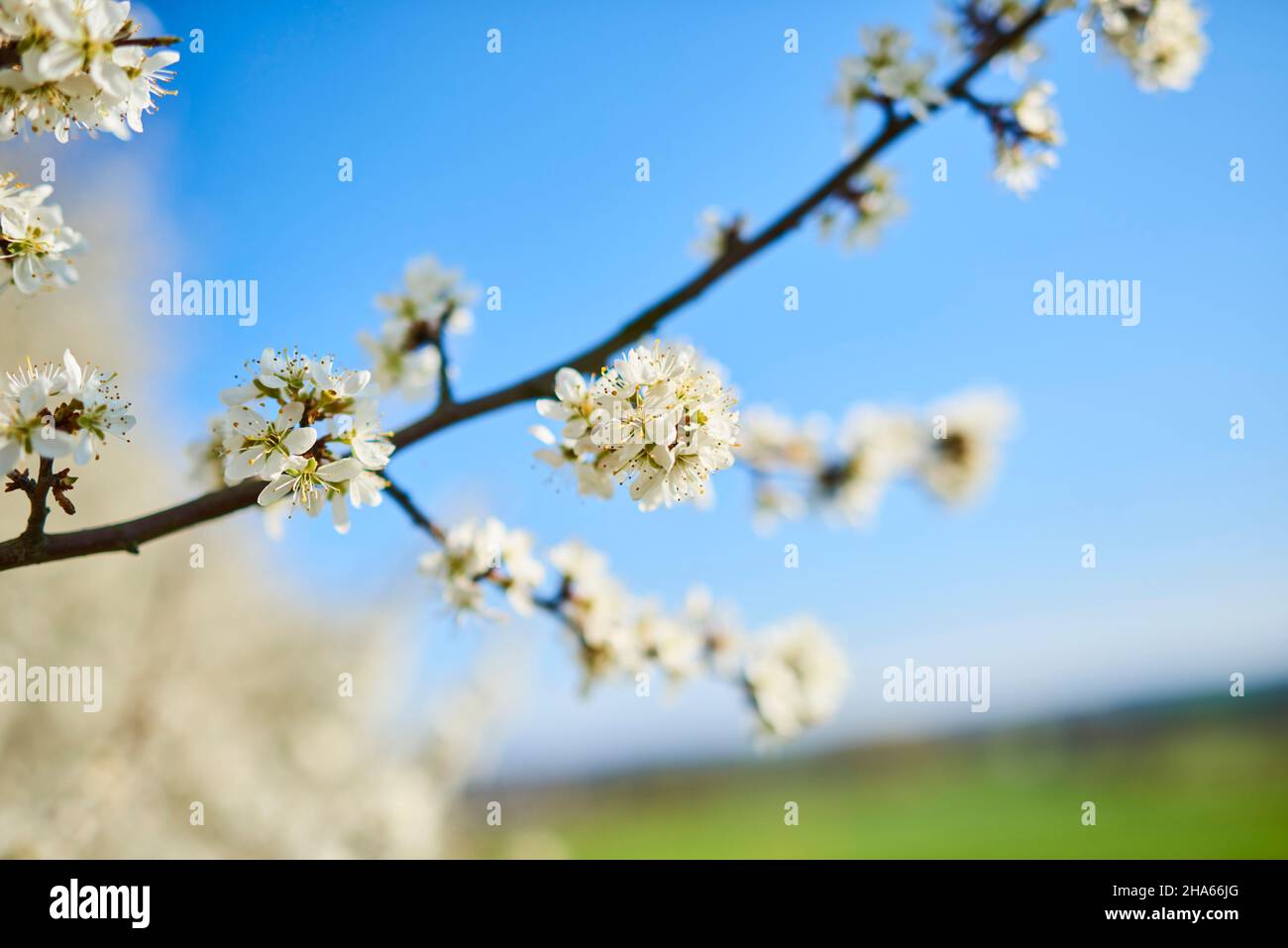 Sloe stone hi-res stock photography and images - Alamy