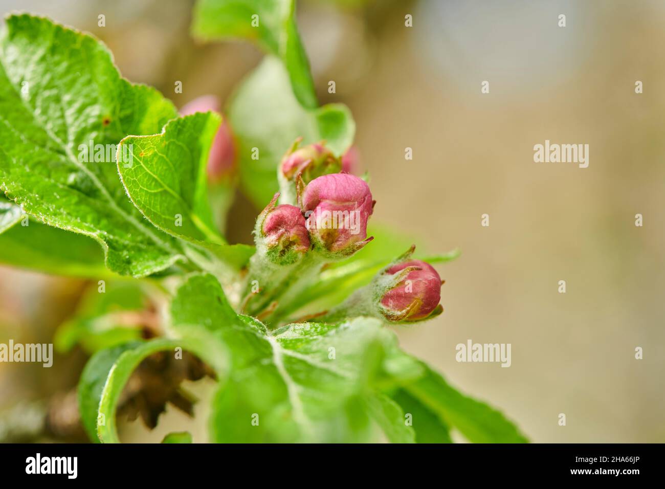 cultivated apple (prunus domestica),blooming,bavaria,germany Stock ...