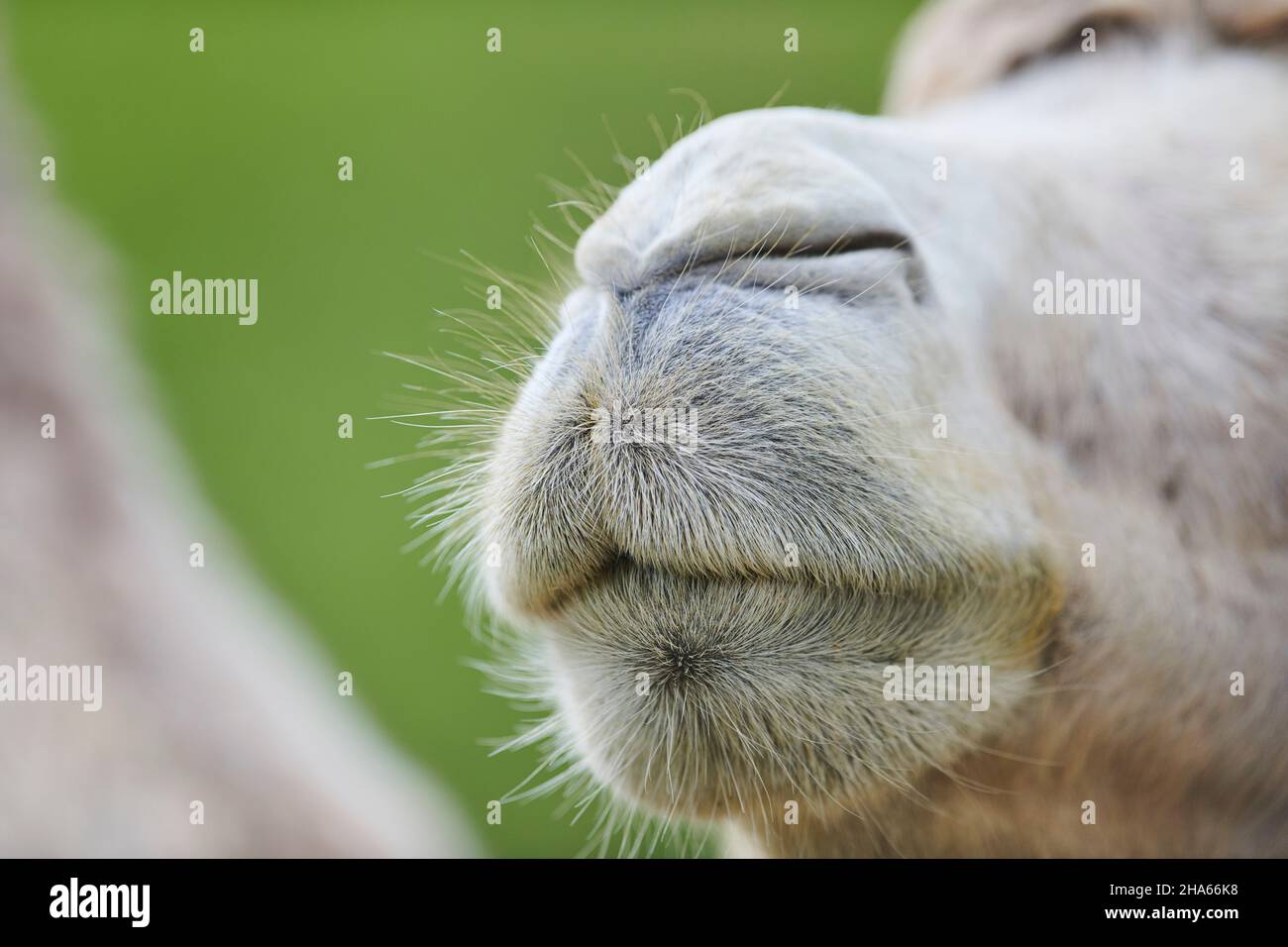 bactrian camel (camelus ferus),portrait Stock Photo - Alamy