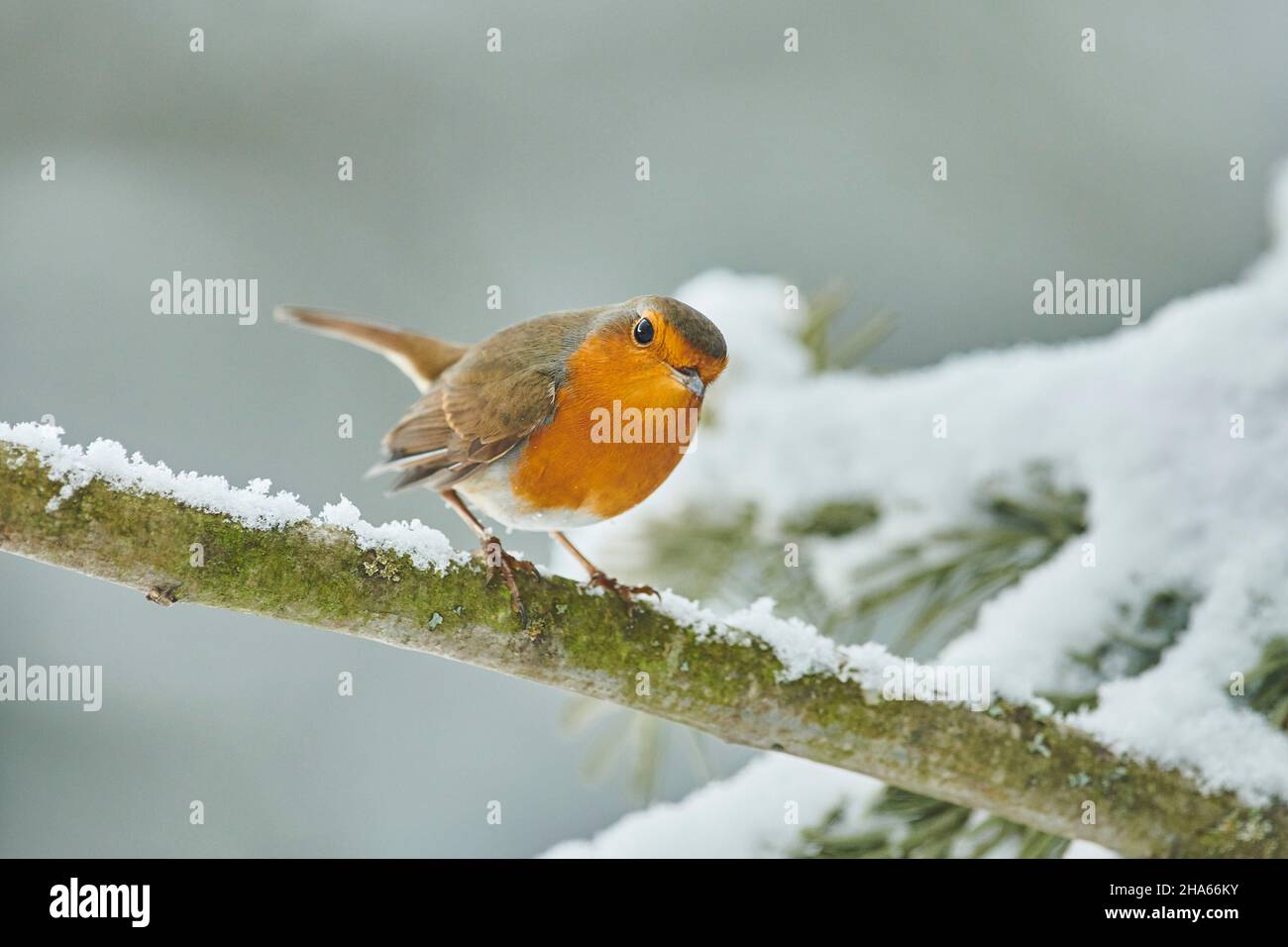 european robin (erithacus rubecula) sitting on a branch,bavaria,germany ...