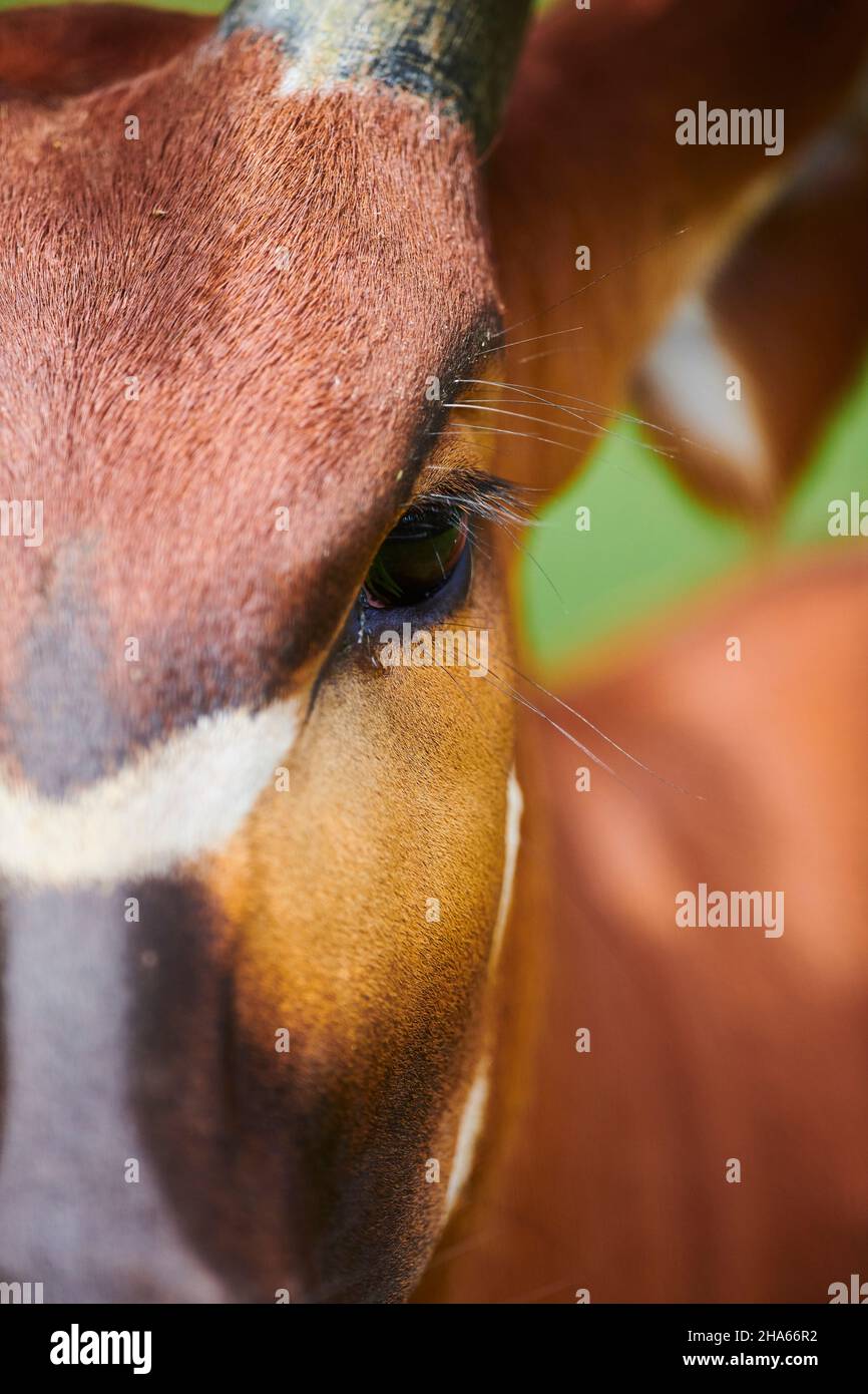 eastern bongo (tragelaphus eurycerus isaaci),close-up,eye Stock Photo ...