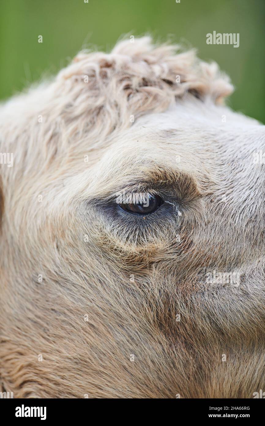 bactrian camel (camelus ferus),portrait Stock Photo - Alamy
