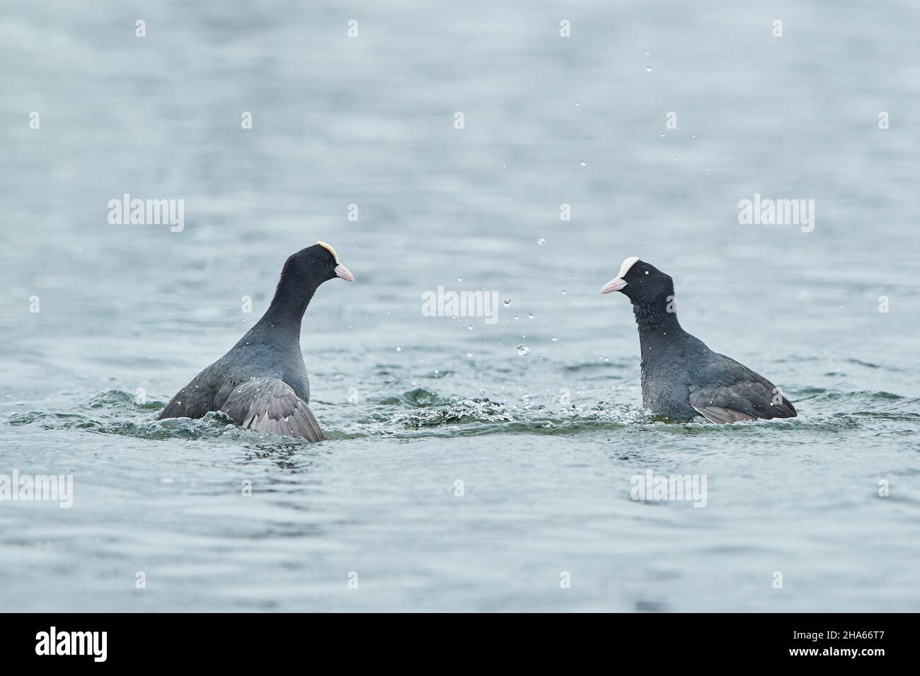 coots in the water Stock Photo - Alamy