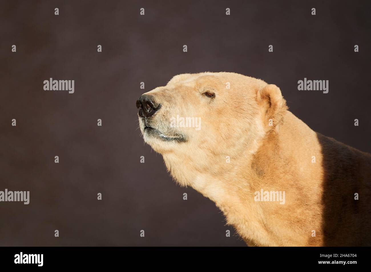 polar bear (ursus maritimus),portrait,sideways Stock Photo - Alamy