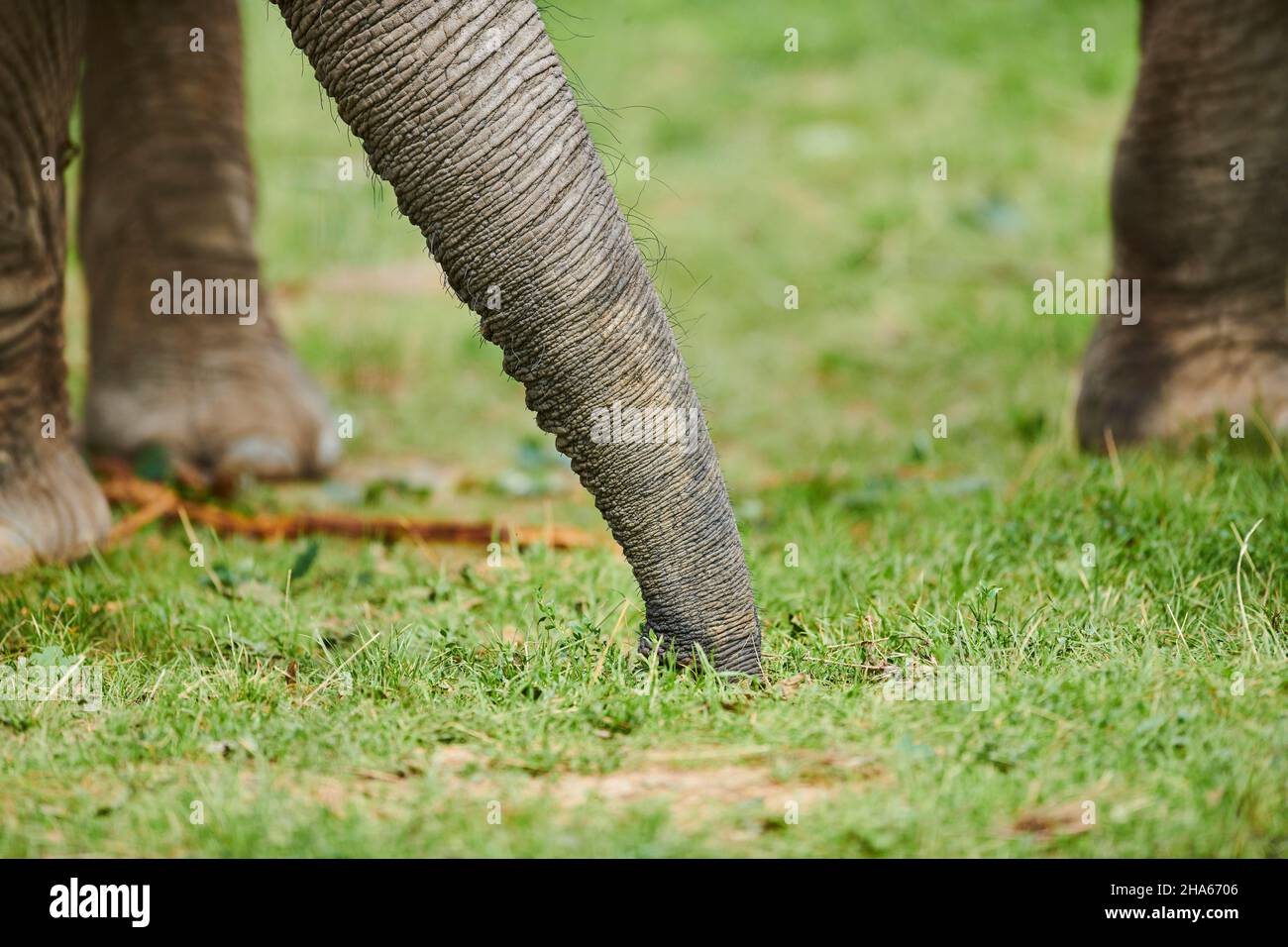 Elephant trunk up close hi-res stock photography and images - Alamy