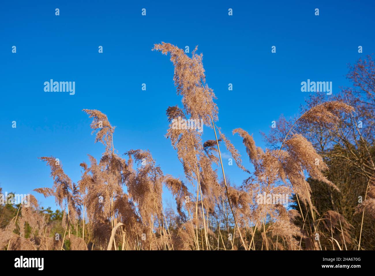 flower panicles,seeds of reed (phragmites),upper palatinate,bavaria ...