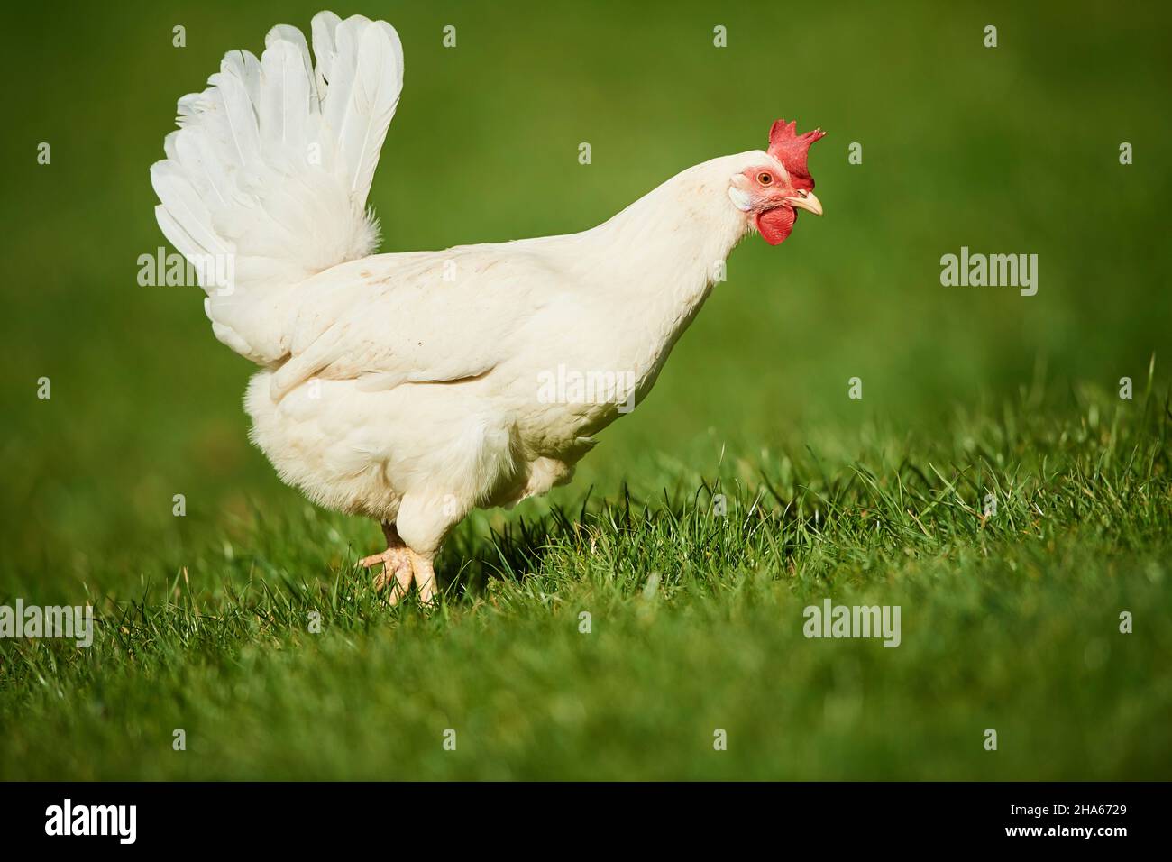 domestic chicken (gallus gallus domesticus),hen,farm,free range,meadow ...
