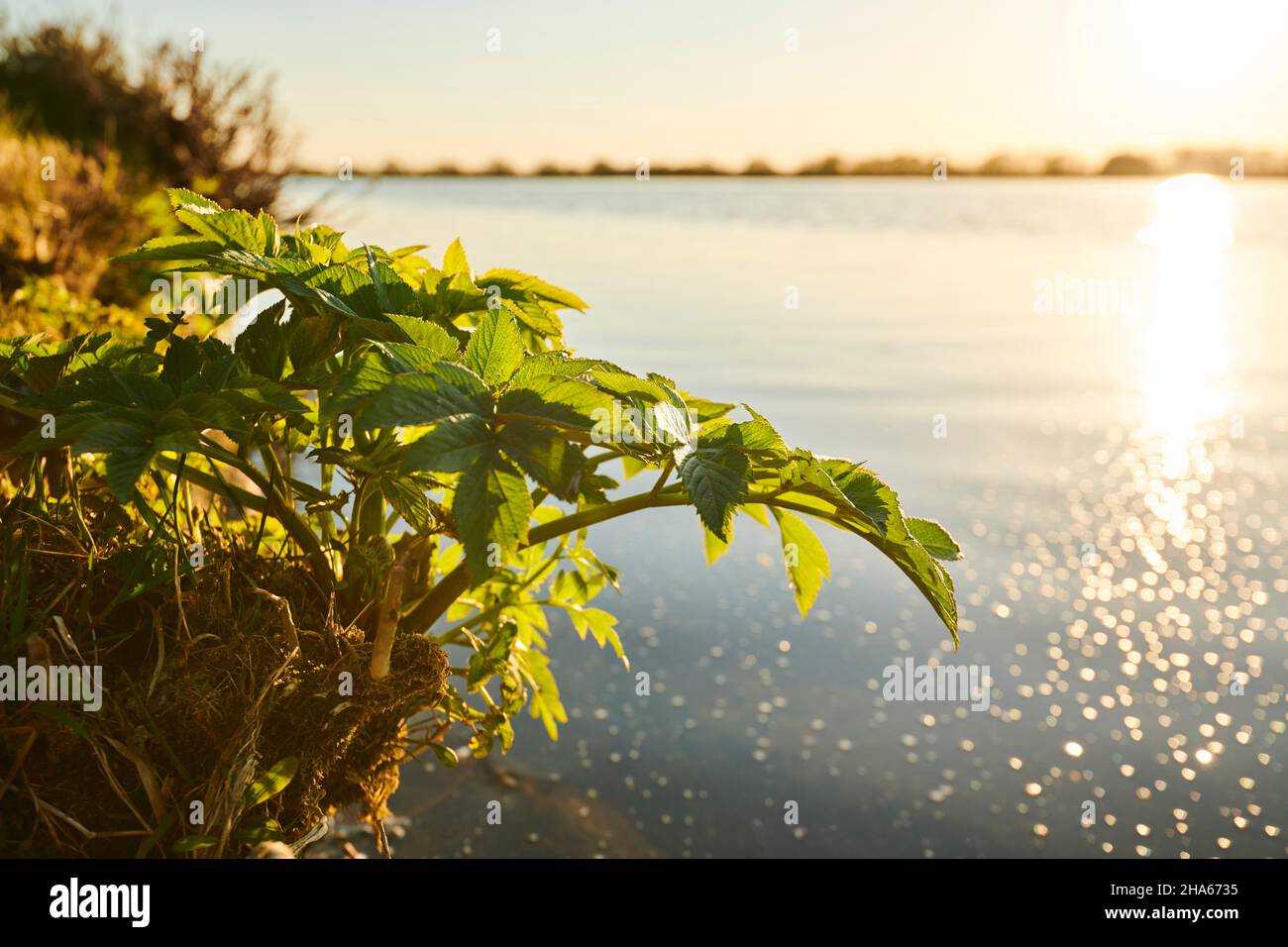 angelica (angelica archangelica),young plant,bank,danube,bavaria ...
