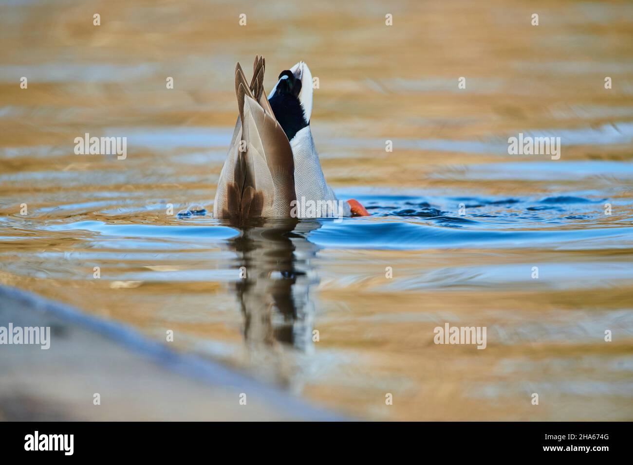 Animal rooting hi-res stock photography and images - Alamy