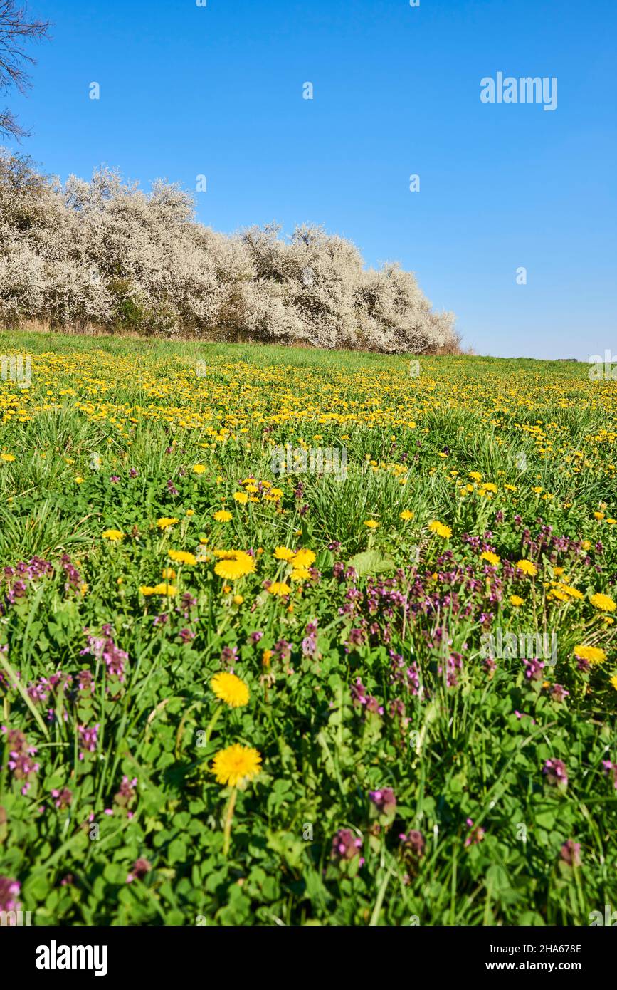Blooming sloe hedge in springtime hi-res stock photography and images ...