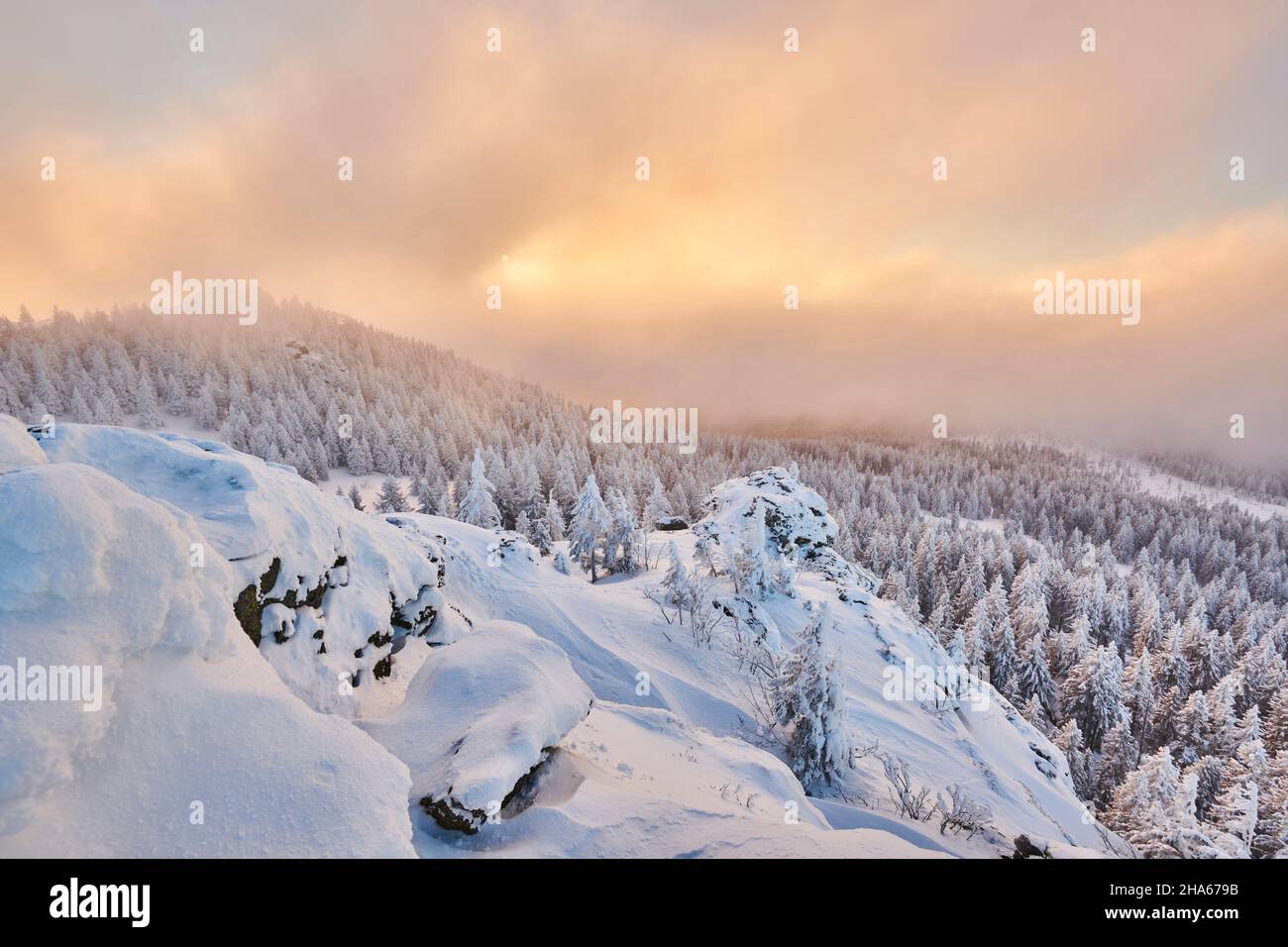 norway spruces (picea abies) at sunrise in winter,berg arber,bavarian ...