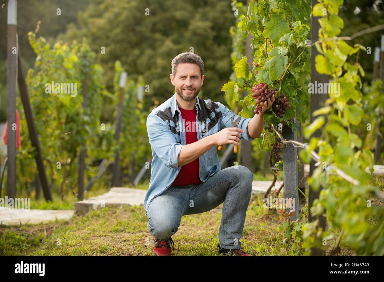 harvester cut grapes with gardening scissors, grape farm Stock Photo ...