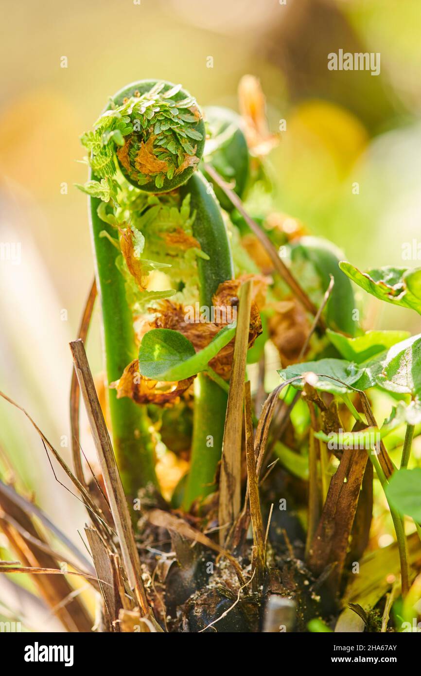 Aspidium filix mas hi-res stock photography and images - Alamy