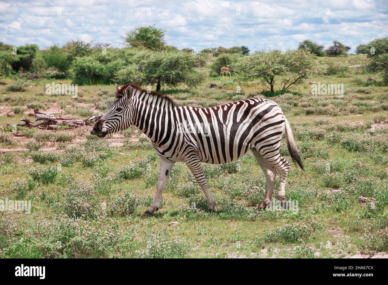 Wild zebra in an African savanna Stock Photo - Alamy